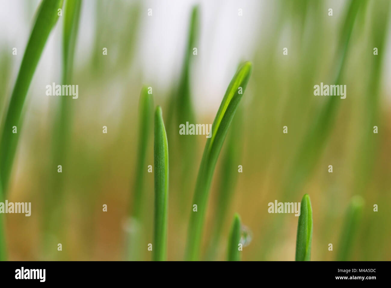 young sprouts of oats sprouted for cats in the winter to improve ...