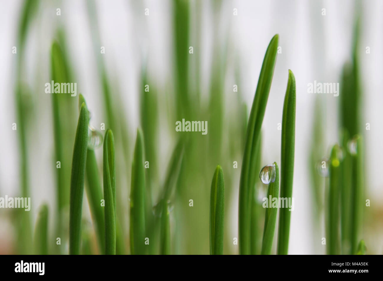 young sprouts of oats sprouted for cats in the winter to improve ...