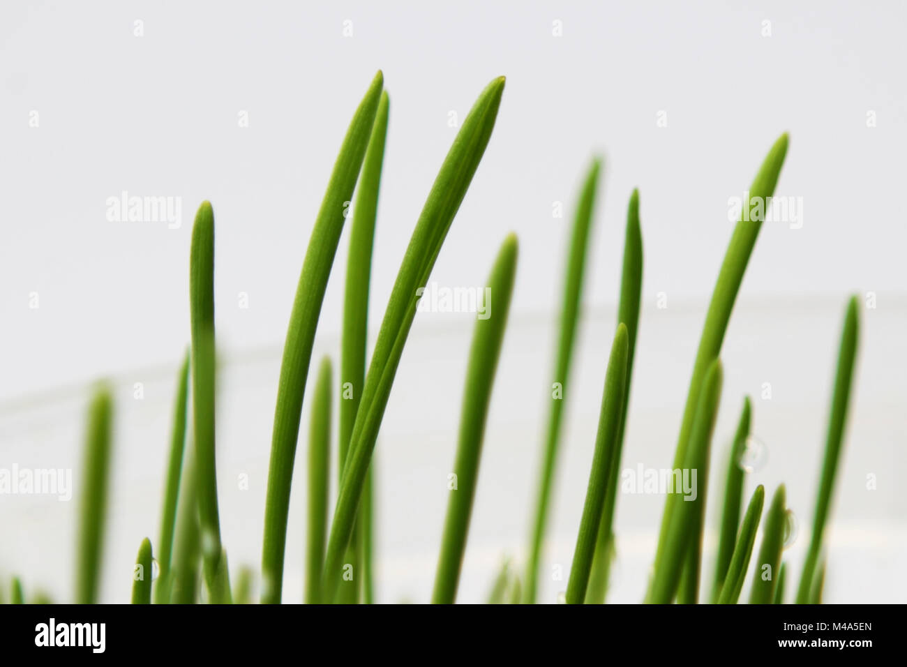 young sprouts of oats sprouted for cats in the winter to improve ...