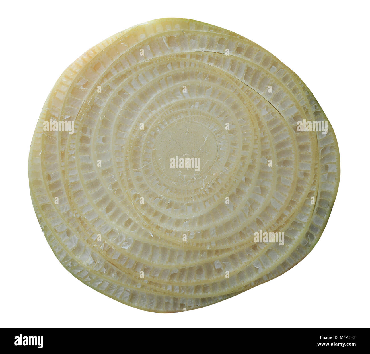 The section surface of banana tree isolated on white Stock Photo - Alamy
