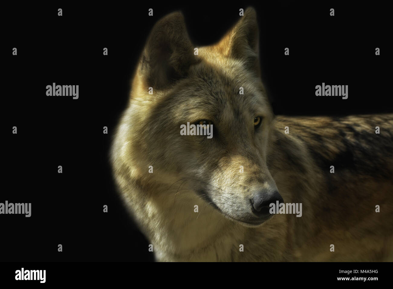 Wolf ears close up hi-res stock photography and images - Alamy