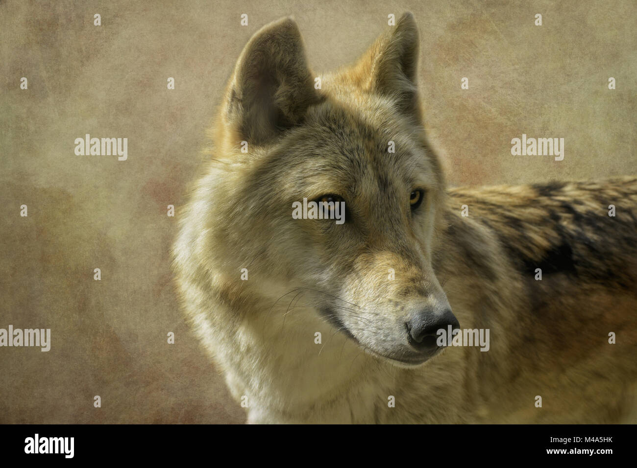 Grey she wolf hi-res stock photography and images - Alamy