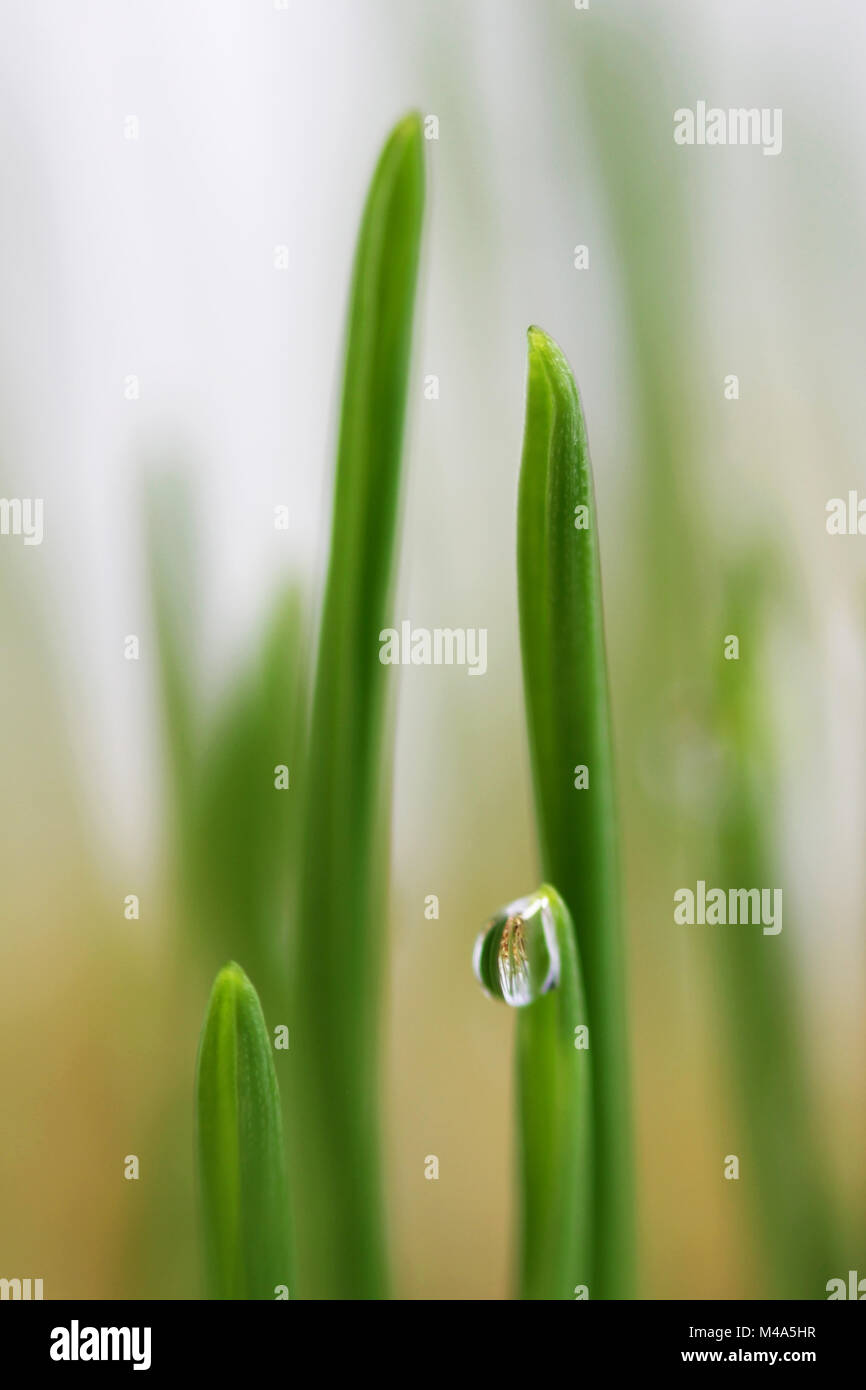 young sprouts of oats sprouted for cats in the winter to improve ...