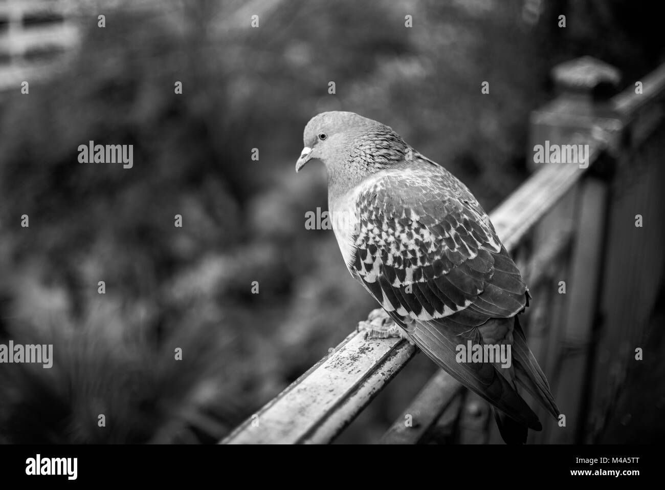 Black And White Pigeon Stock Photos & Black And White Pigeon Stock ...
