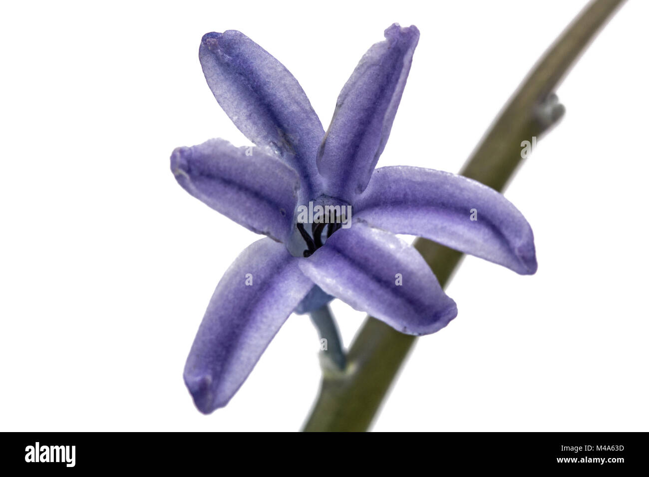 Flower of hyacinth closeup, isolated on white background Stock Photo ...