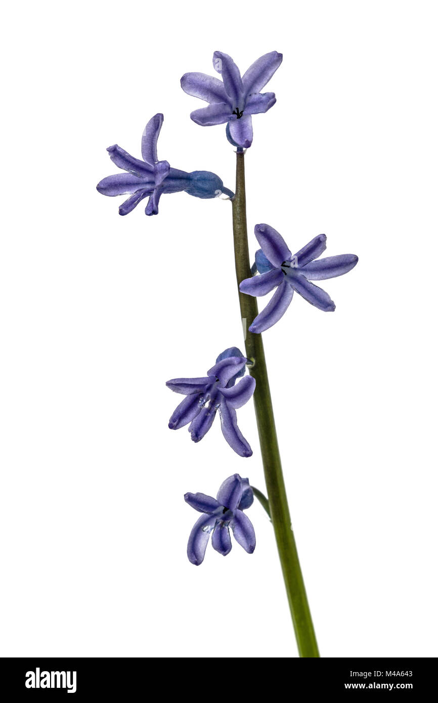 Flower of hyacinth, isolated on white background Stock Photo - Alamy