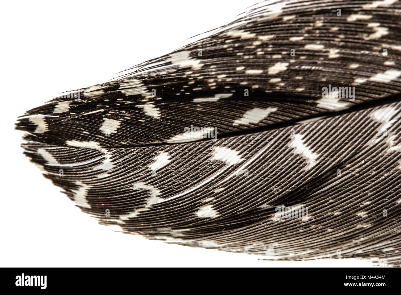 Feather of guinea fowl close-up, isolated on white background Stock ...