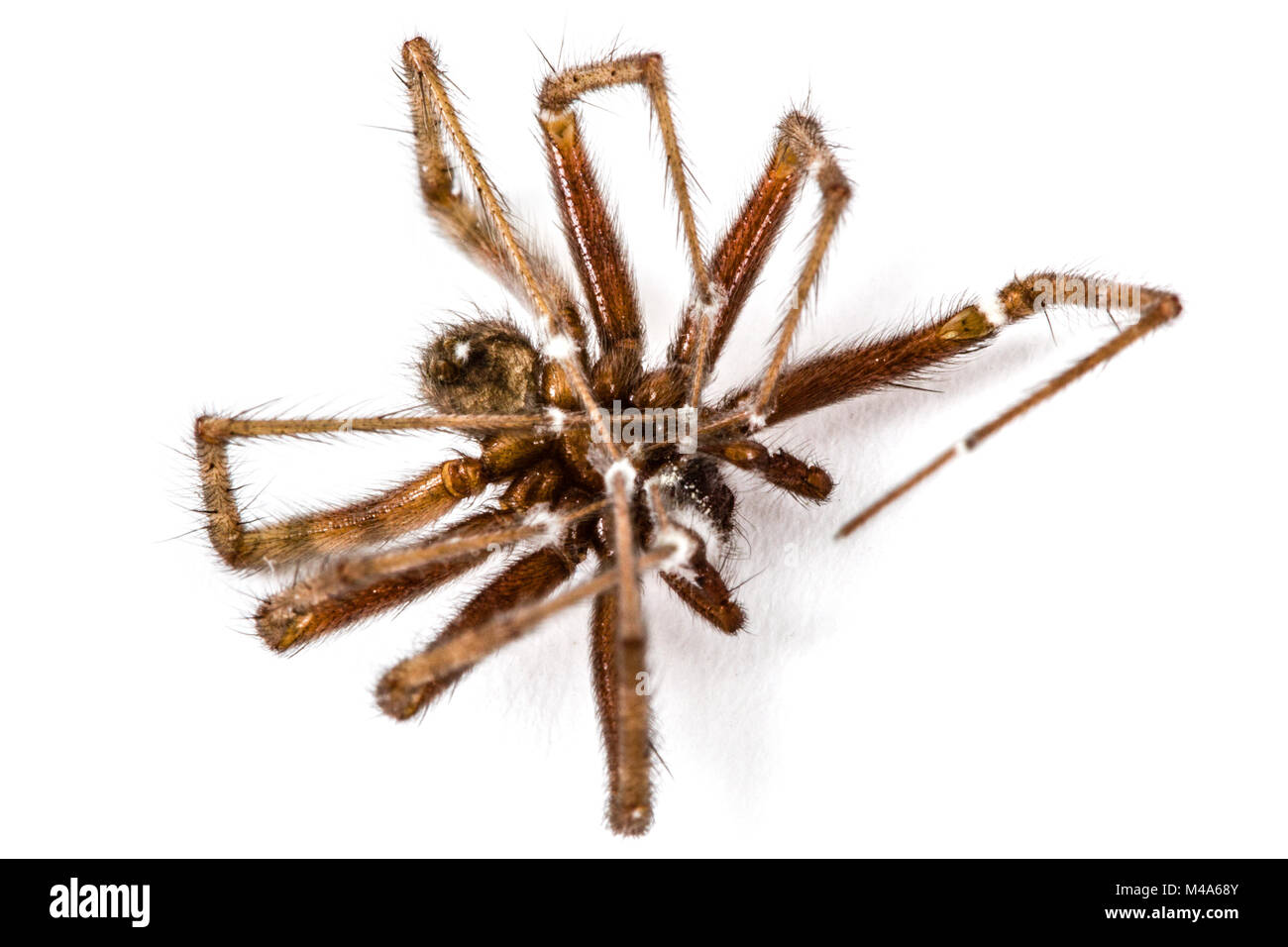 Spider close up, isolated on white background Stock Photo - Alamy