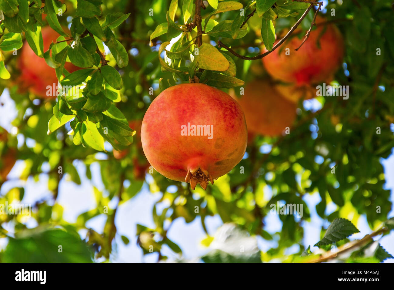 Hanging fruits hi-res stock photography and images - Alamy