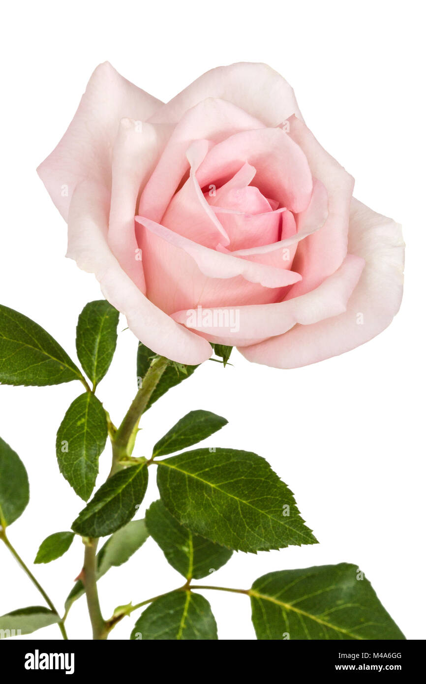 Pink flower of rose, isolated on white background Stock Photo - Alamy