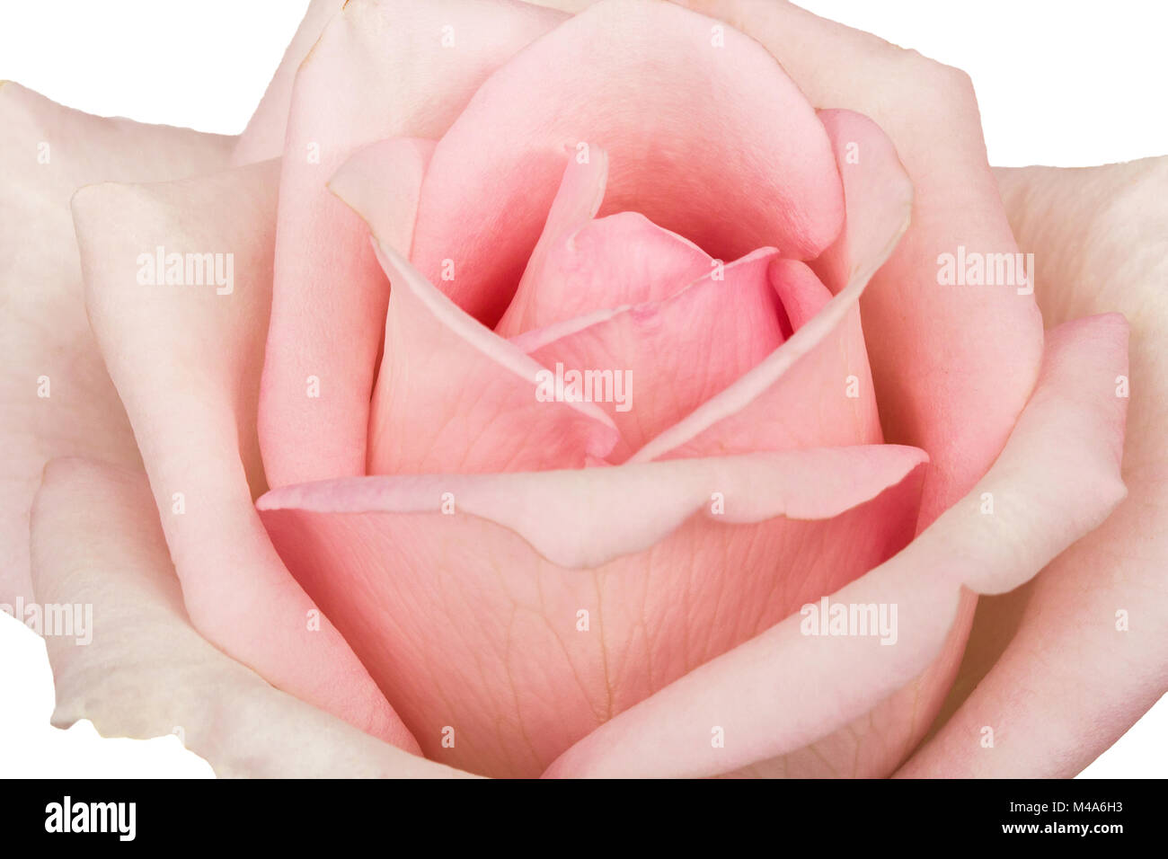 Pink flower of rose, isolated on white background Stock Photo - Alamy