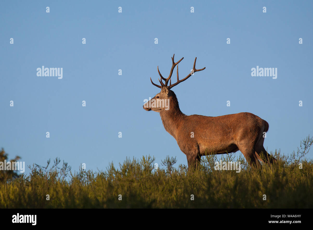 Team of deer hi-res stock photography and images - Alamy