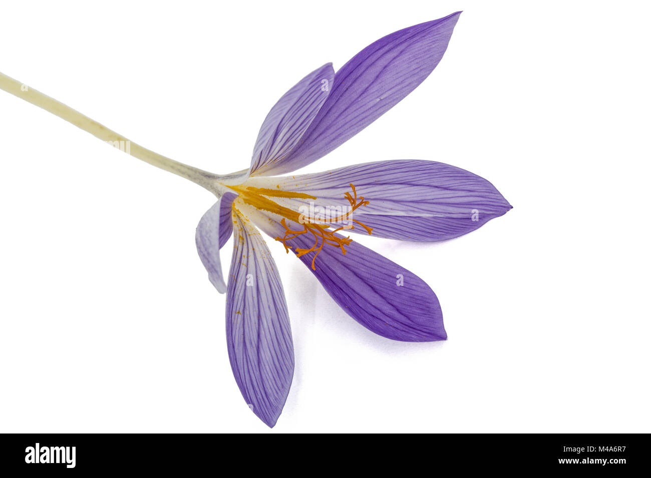 Violet flower of Colchicum close-up, isolated on white background Stock ...