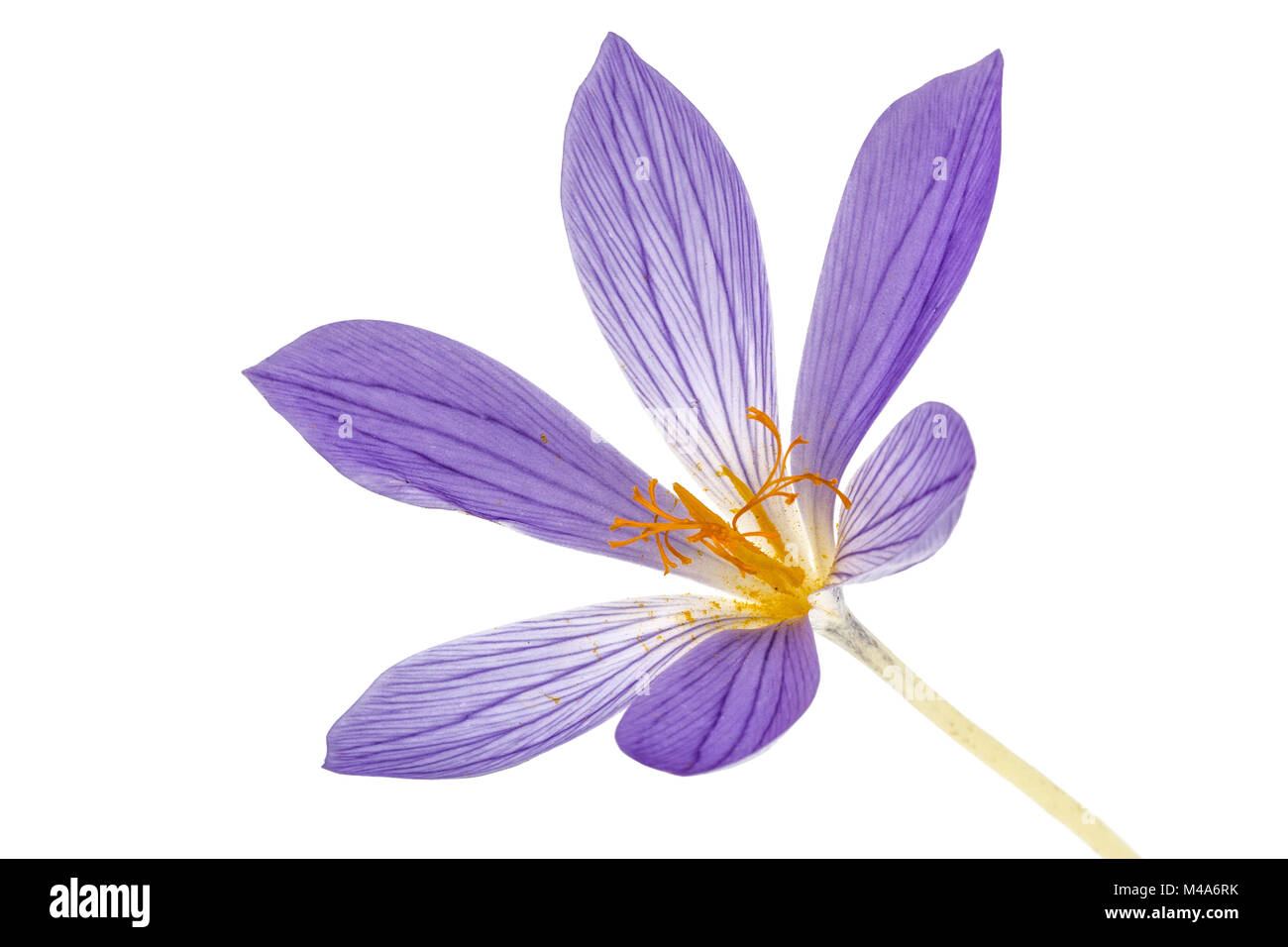 Violet flower of Colchicum close-up, isolated on white background Stock ...