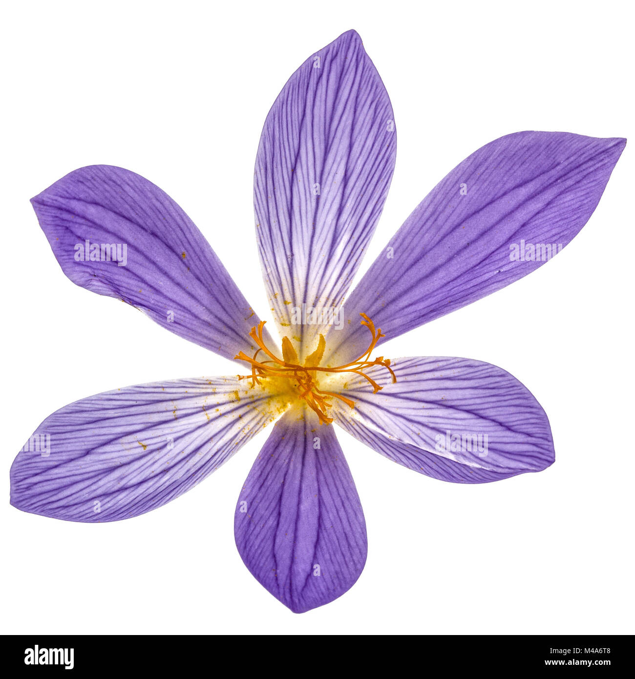 Violet flower of Colchicum close-up, isolated on white background Stock ...