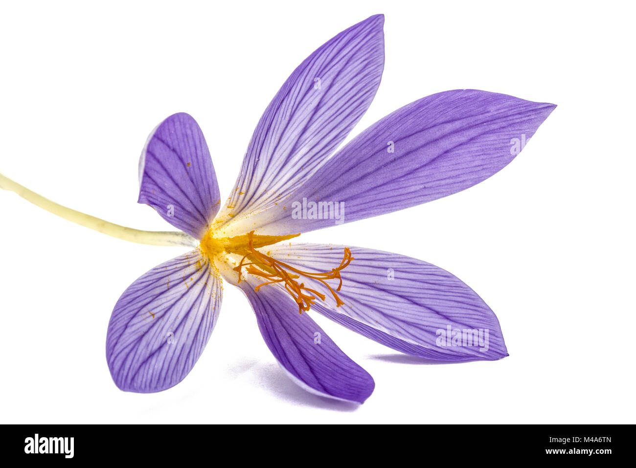 Violet flower of Colchicum close-up, isolated on white background Stock ...