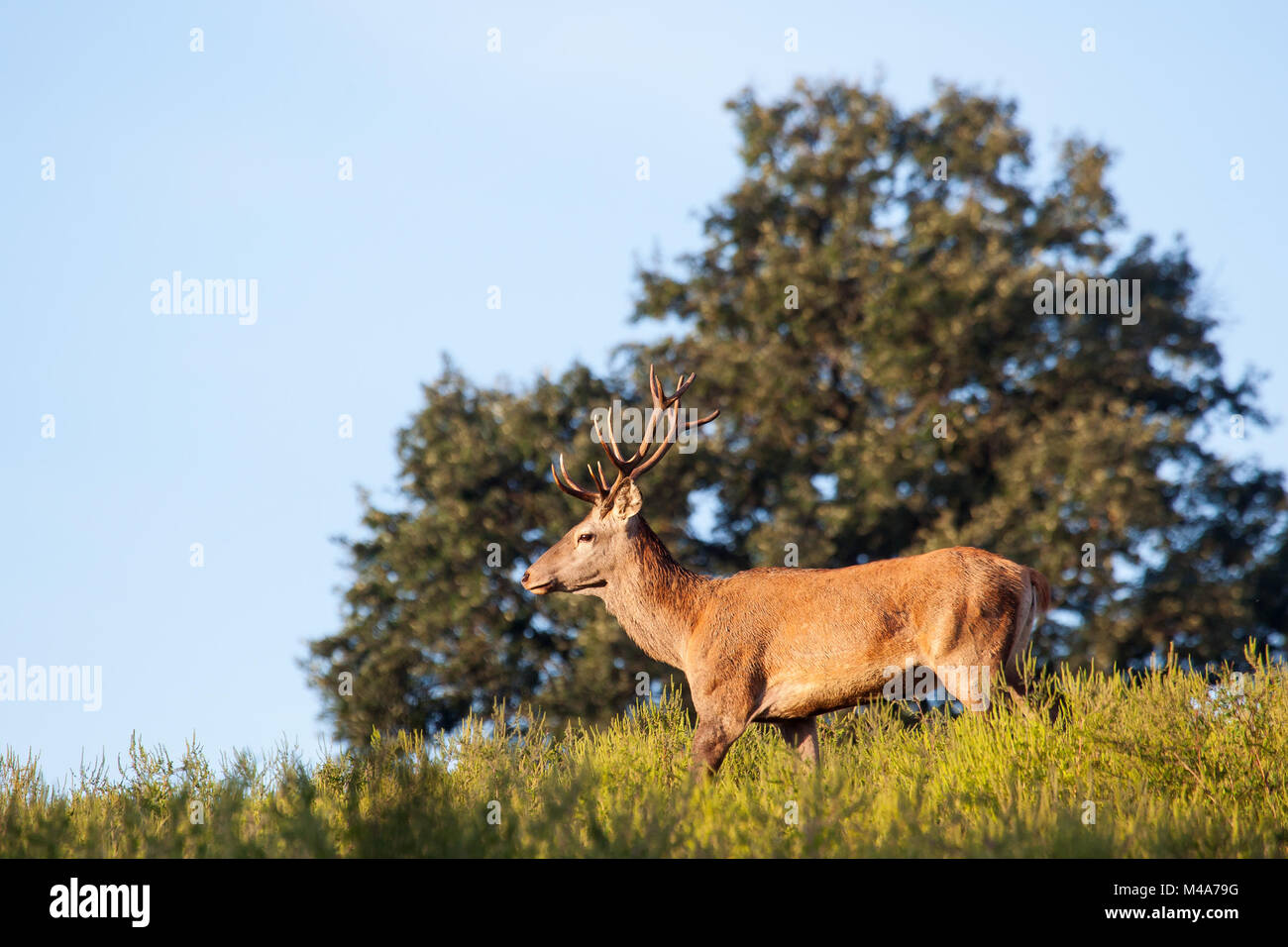 Team of deer hi-res stock photography and images - Alamy