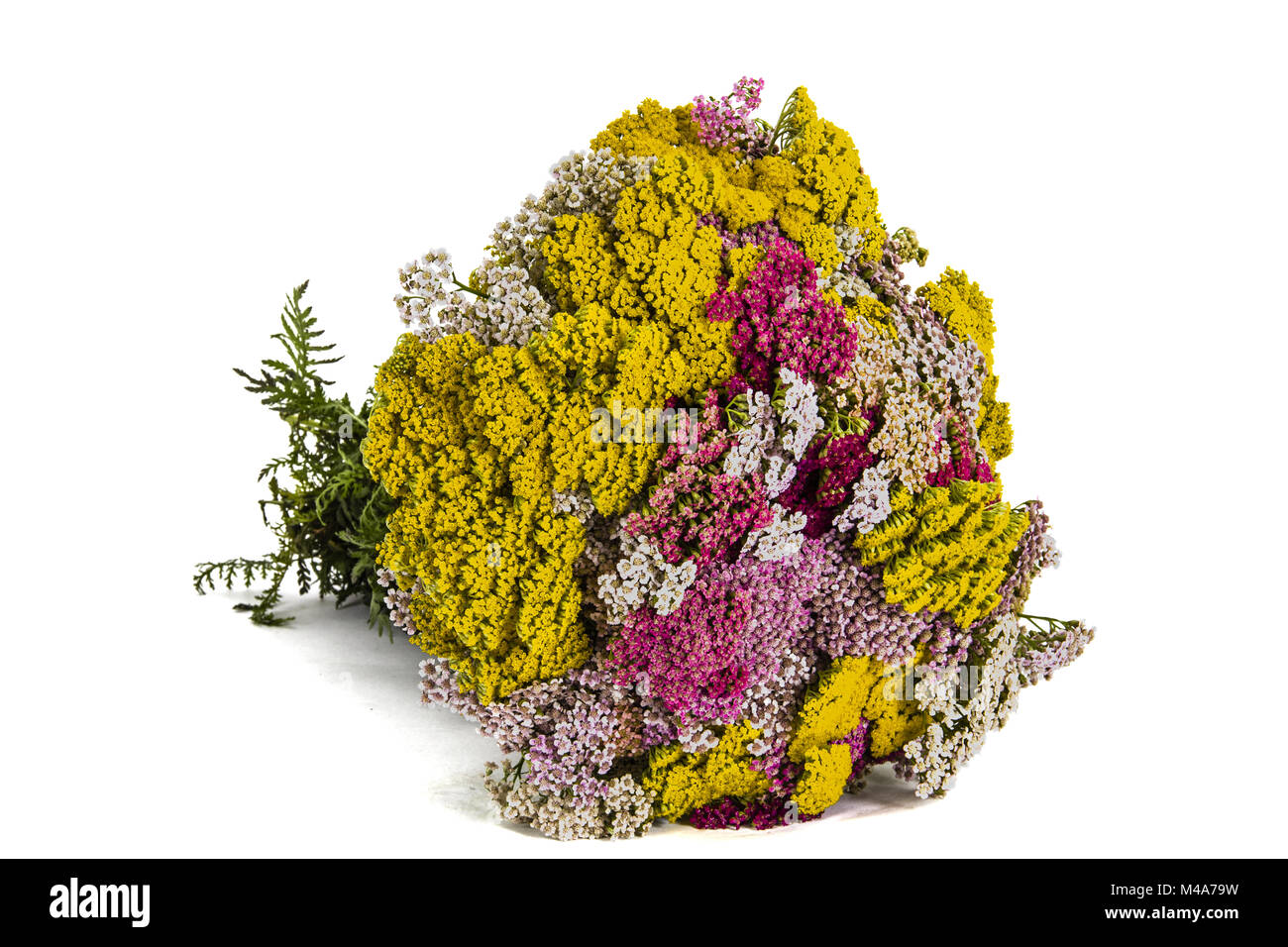 Beautiful bouquet flowers yarrow, isolated on white background Stock ...