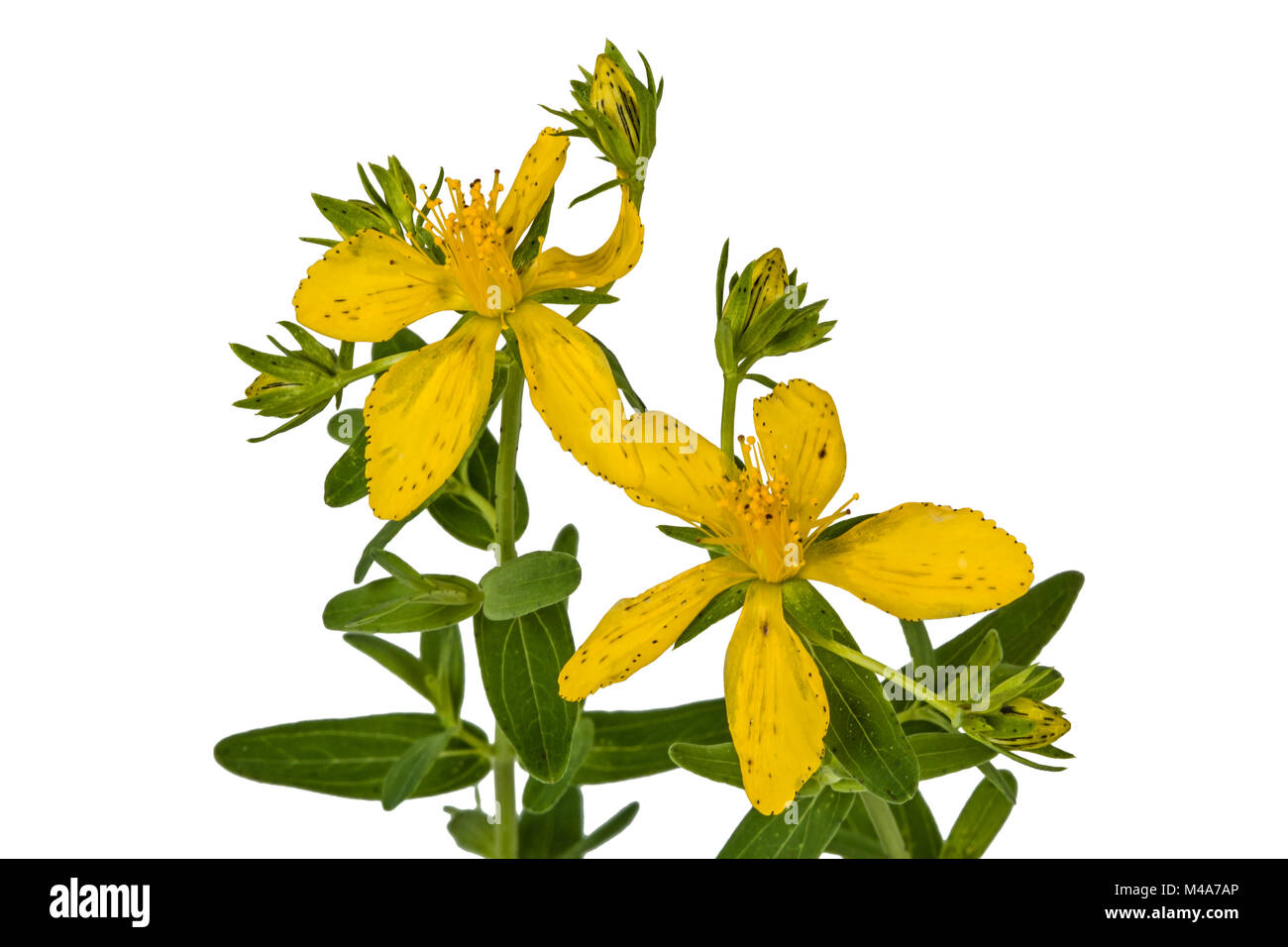 Flower of Hypericum (Latin Hypericum), isolated on white background ...