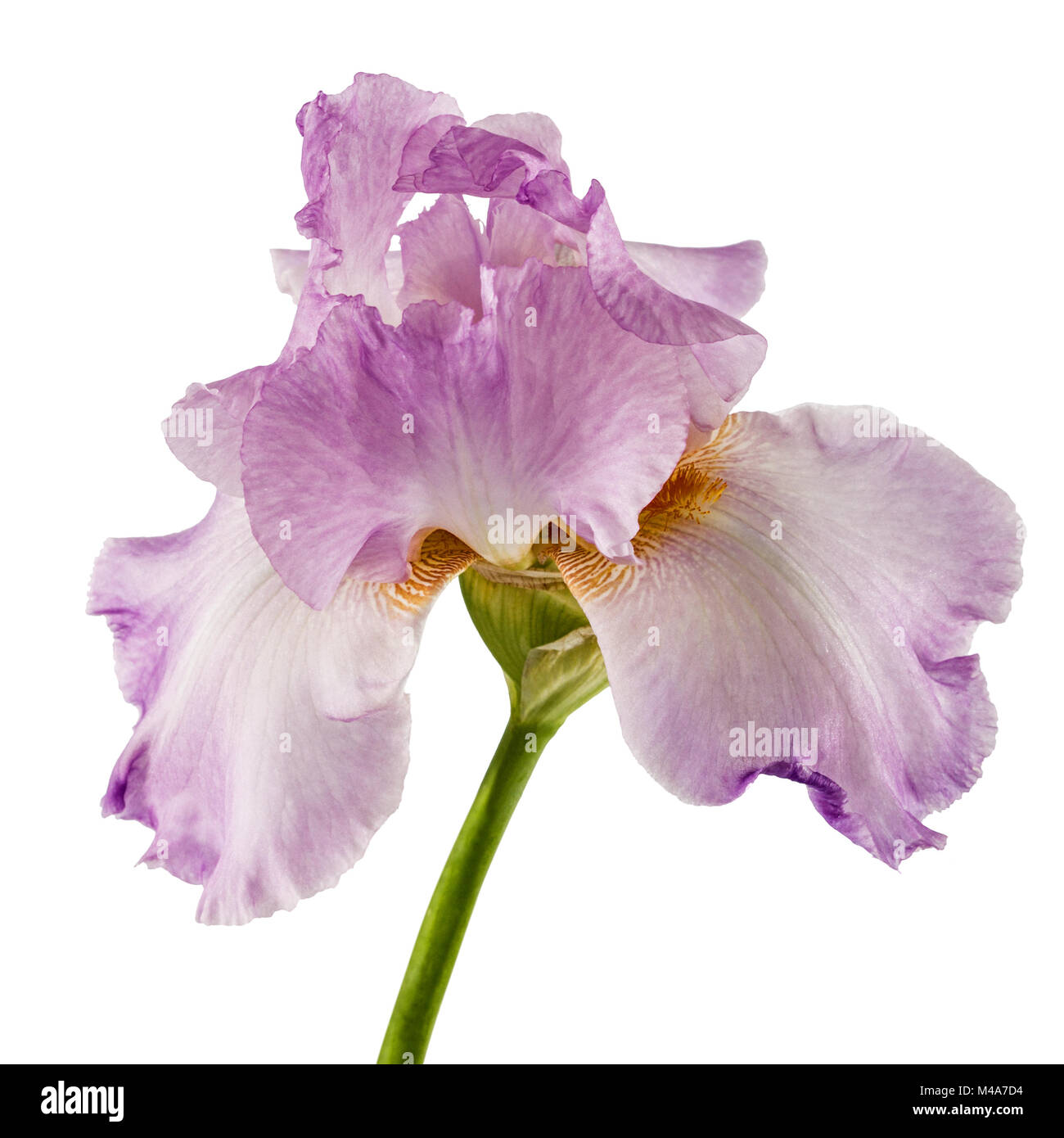 Violet flower of iris, isolated on white background Stock Photo - Alamy
