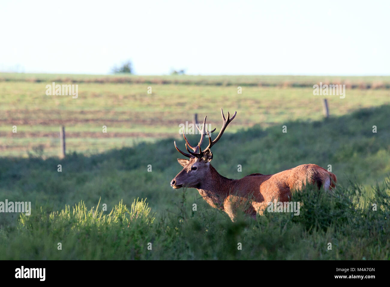 Team of deer hi-res stock photography and images - Alamy
