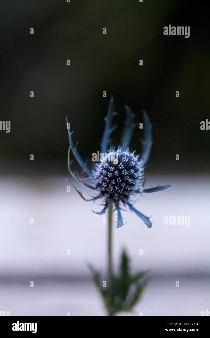 Macro of a single blue thistle Eryngium flower Stock Photo - Alamy