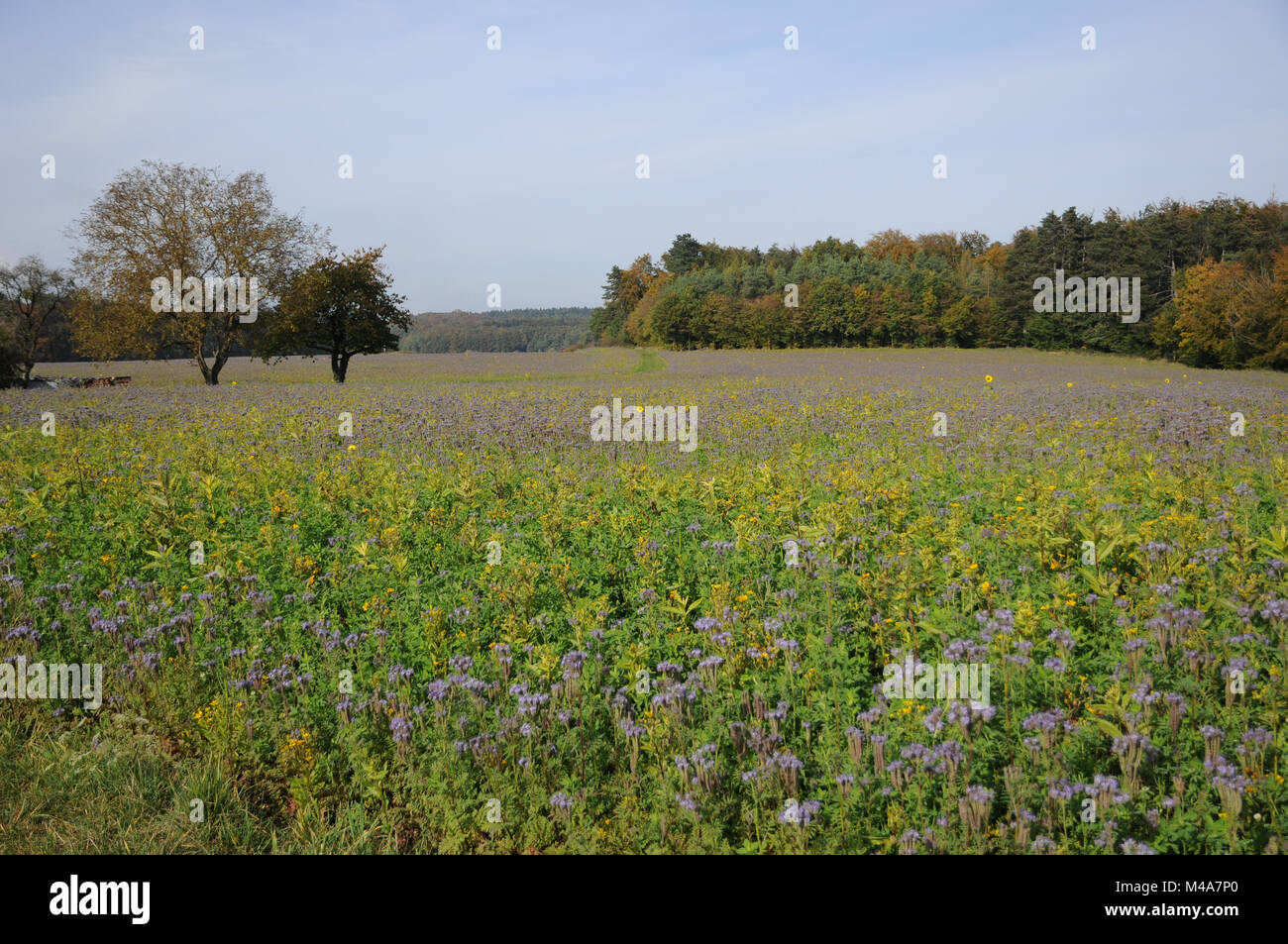 Guizotia abyssinica, Ramtil, Niger seed, green manure Stock Photo - Alamy