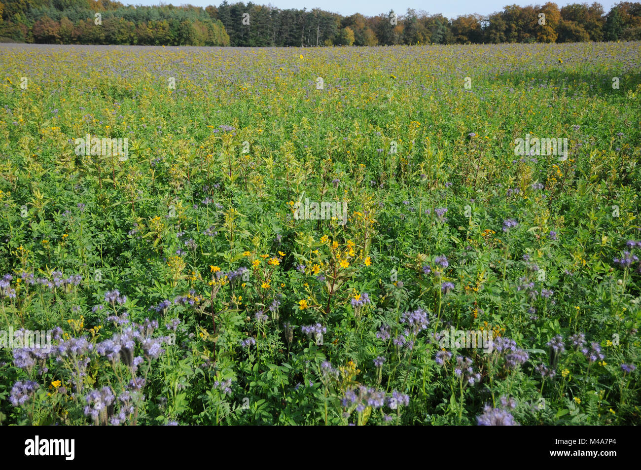 Guizotia abyssinica, Ramtil, Niger seed, green manure Stock Photo - Alamy