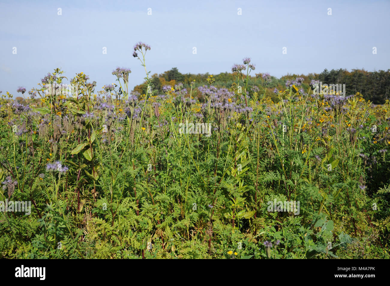 Scorpion weed hi-res stock photography and images - Alamy