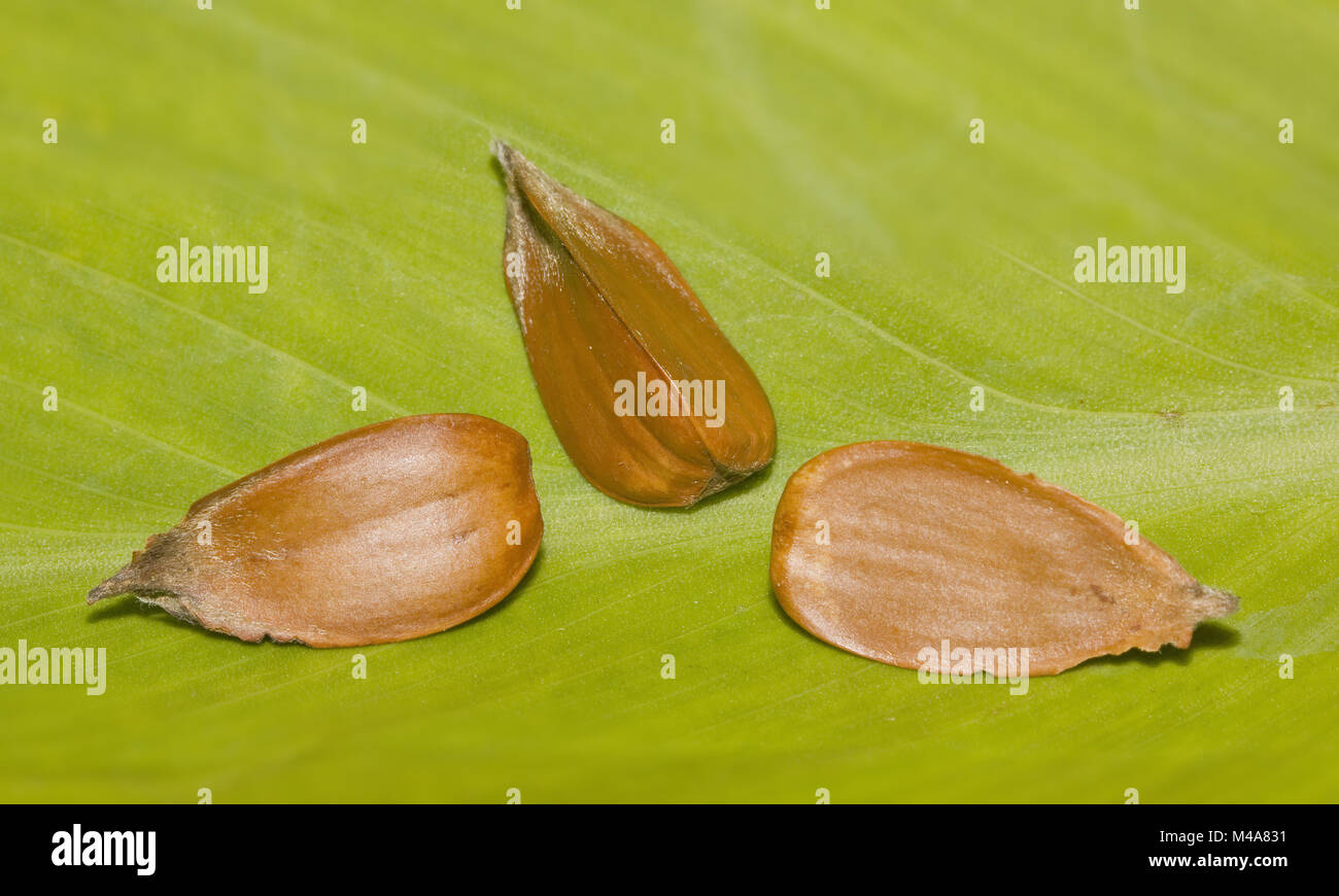 Beech nut beech fagus sylvatica hi-res stock photography and images - Alamy