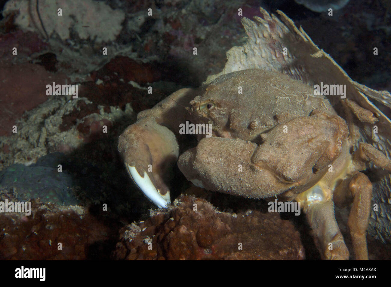 Sleepy sponge crab/Dromia dormia near Panglao Island, Philippines Stock ...