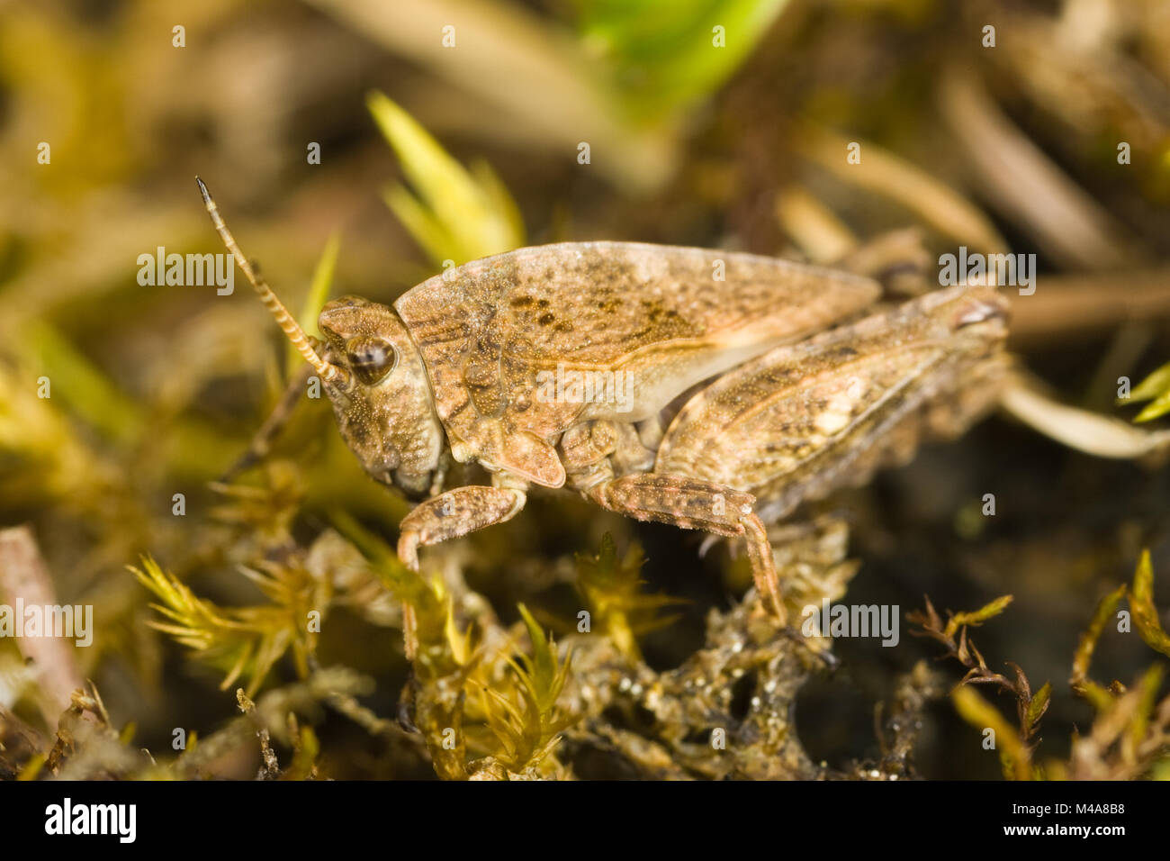 Common Groundhopper (Tetrix undulata) on moss Stock Photo - Alamy