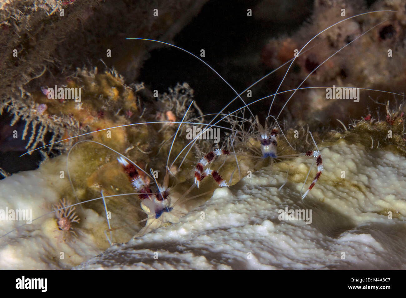 Coral Banded Shrimps (Stenopus hispidus) near Panglao Island ...