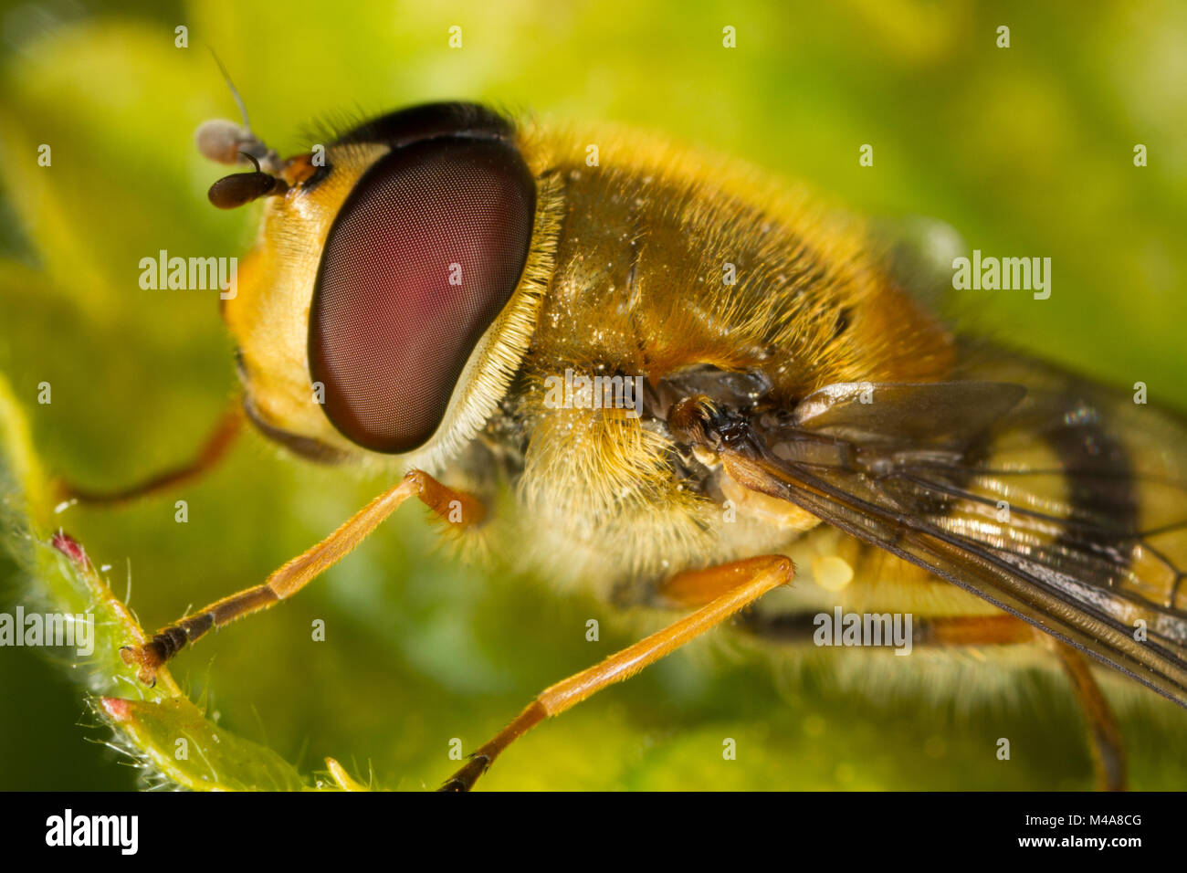 Close-up headshot of a hoverfly (Syrphus ribesii Stock Photo - Alamy