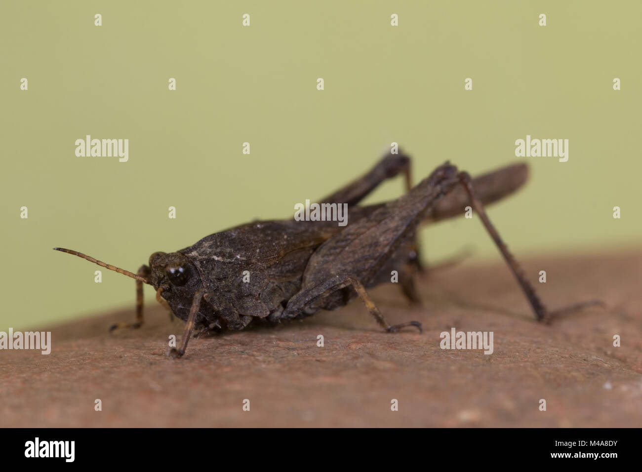 Slender Groundhopper (Tetrix subulata) on a dead leaf Stock Photo - Alamy