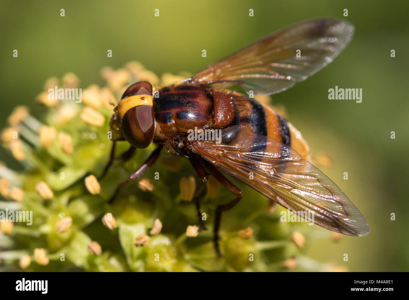 Volucella zonaria (a hornet-mimic hoverfly) feeding on Ivy (Hedera ...