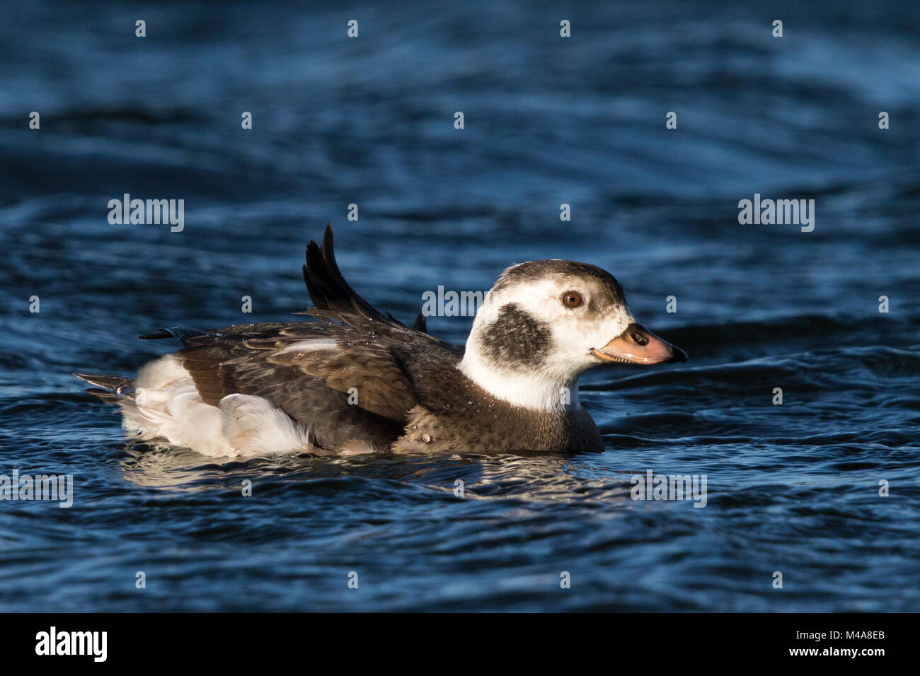 first-winter male Long-tailed Duck (Clangula hyemalis) swimming on an ...