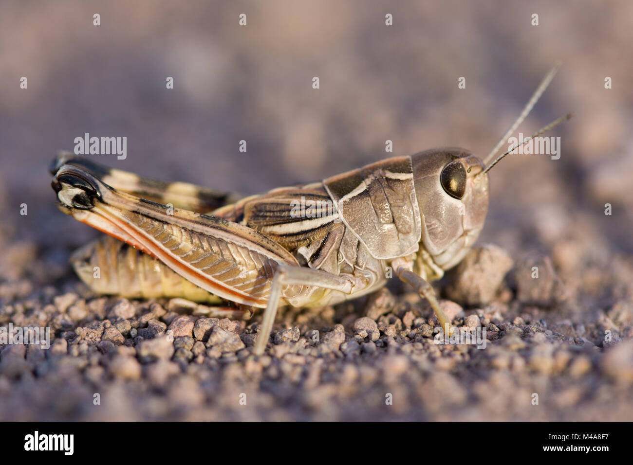 grey grasshopper resting on a fine gravel path Stock Photo - Alamy