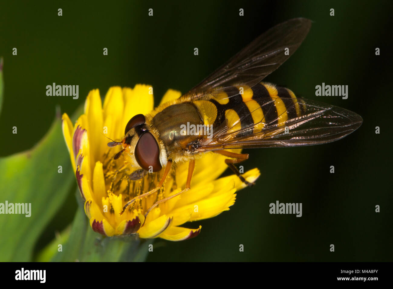 female Syrphus ribesii hoverfly feeding on a yellow hawkweed ...