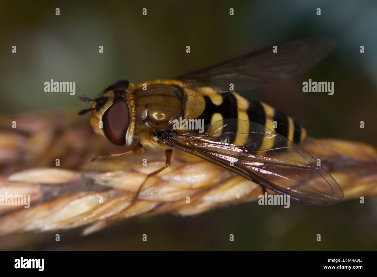 Hairy eyed syrphus hi-res stock photography and images - Alamy