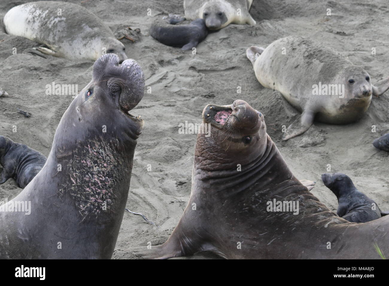 Piedras Blancas Elephant Seal Rookery Stock Photo - Alamy