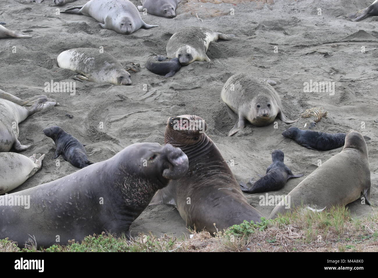 Piedras Blancas Elephant Seal Rookery Stock Photo - Alamy