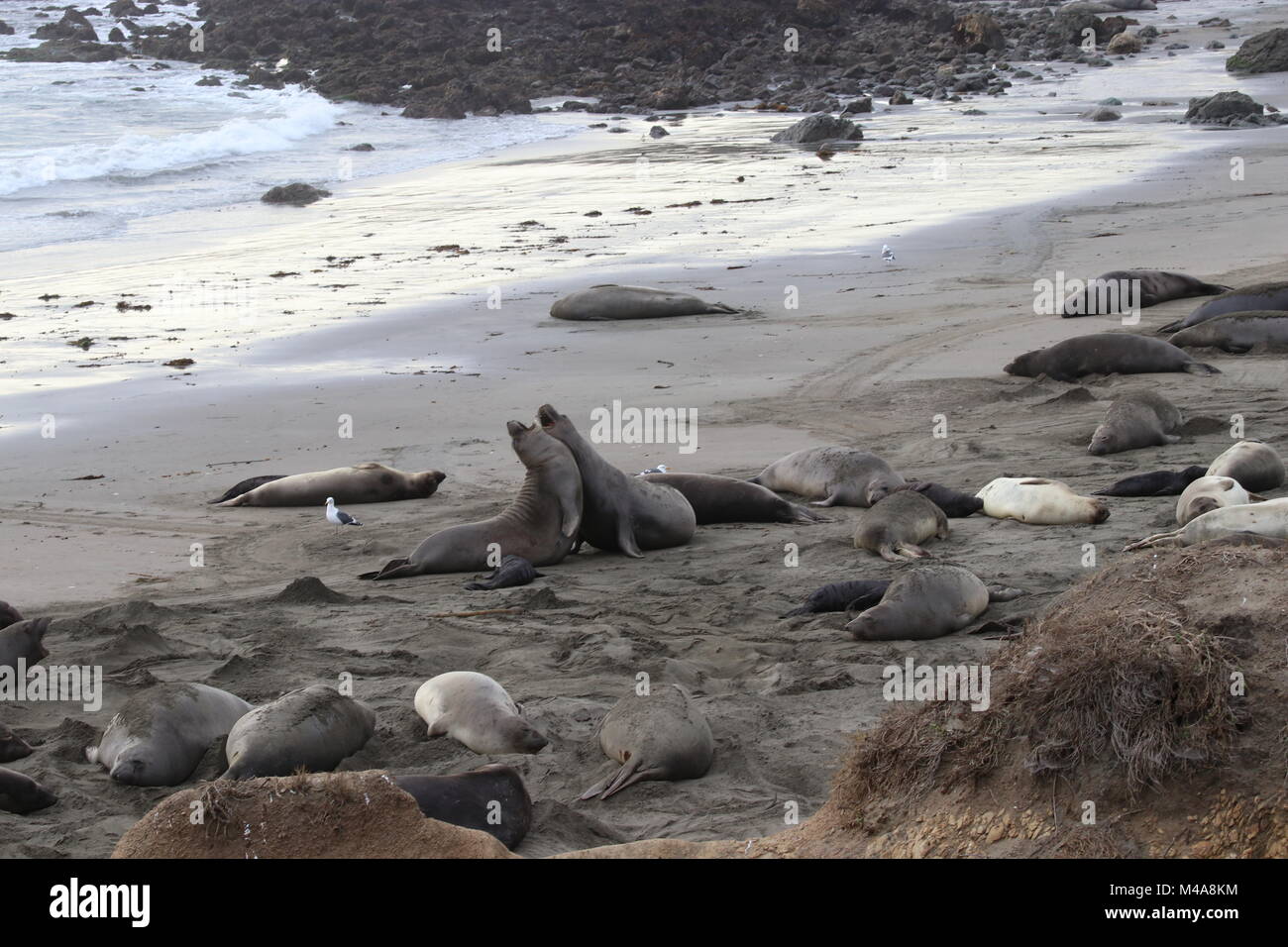 Piedras Blancas Elephant Seal Rookery Stock Photo - Alamy