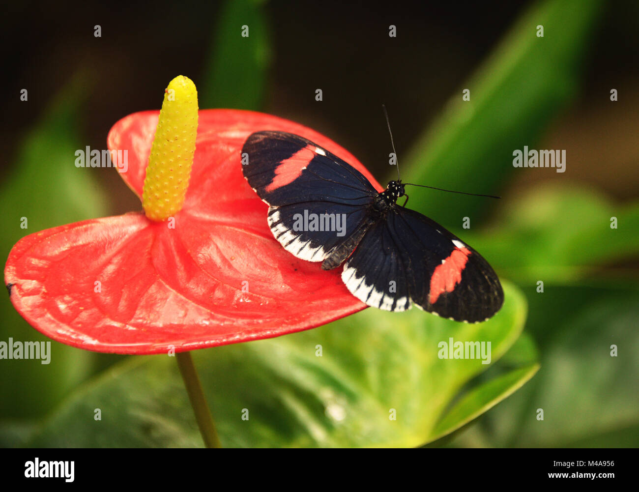 Black white red butterfly hi-res stock photography and images - Alamy