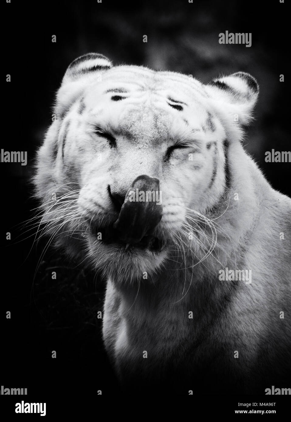 Tiger licking its nose hi-res stock photography and images - Alamy