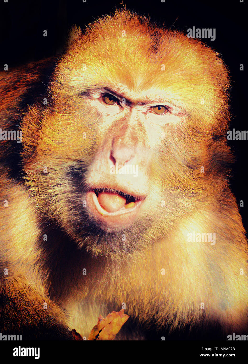 Angry monkey hi-res stock photography and images - Alamy