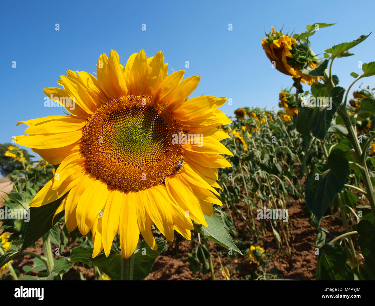 Sunflower bee on natural hi-res stock photography and images - Alamy