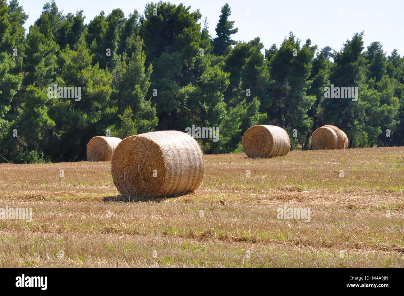 Round hay bales in a farm field during summer Stock Photo - Alamy