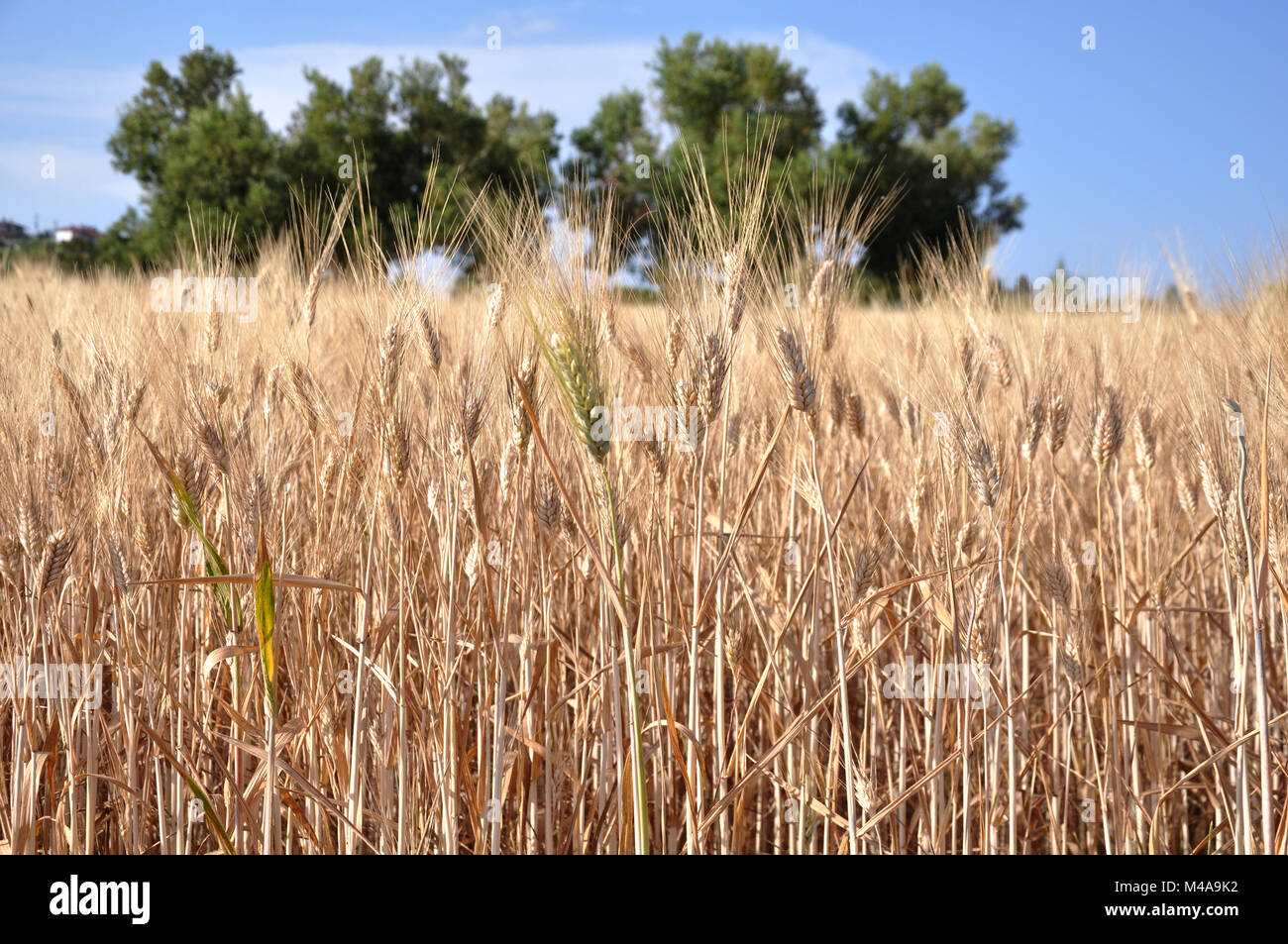 field with wheat Stock Photo - Alamy