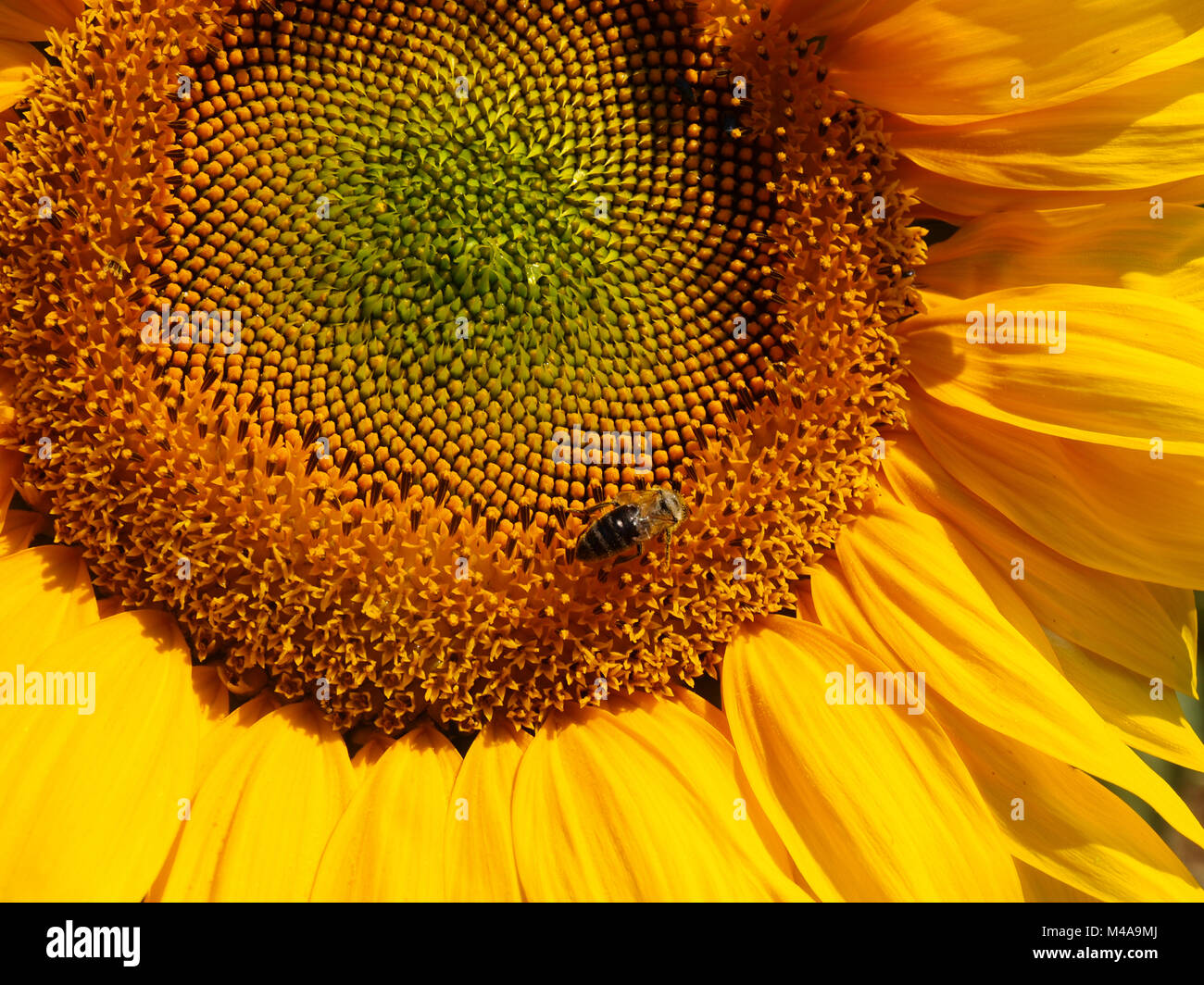 Sunflower bees on background field hi-res stock photography and images ...